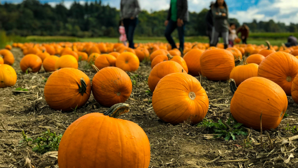 Pumpkin » Bridge Eight Press